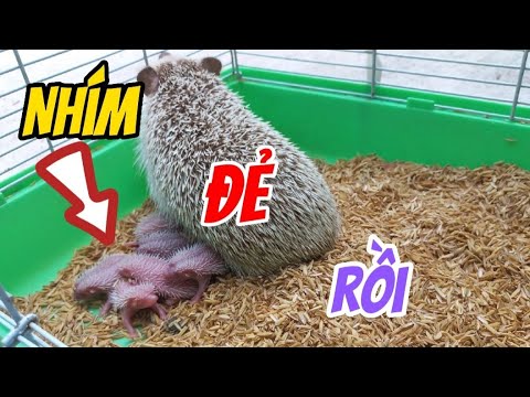 SONG HỶ: Nhím cảnh và chuột Rat cùng đẻ số con kỉ lục và tiếp tục đón 2 Cá Sấu mini về nuôi ...