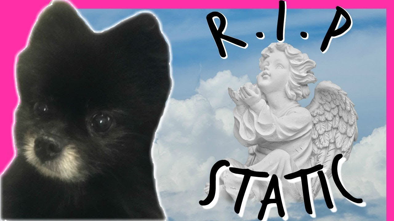 RIP The Best Dog Ever - YouTube