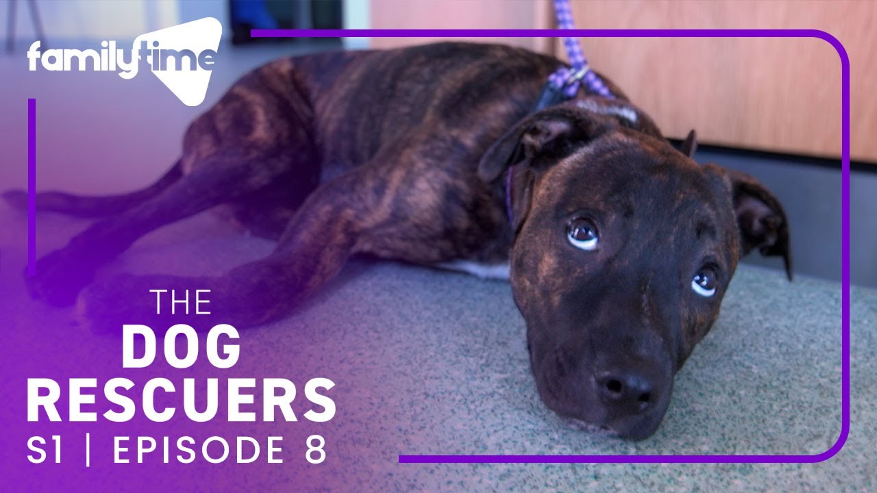 The Dog Rescuers | S1E8 | What's Best for the Dog - YouTube