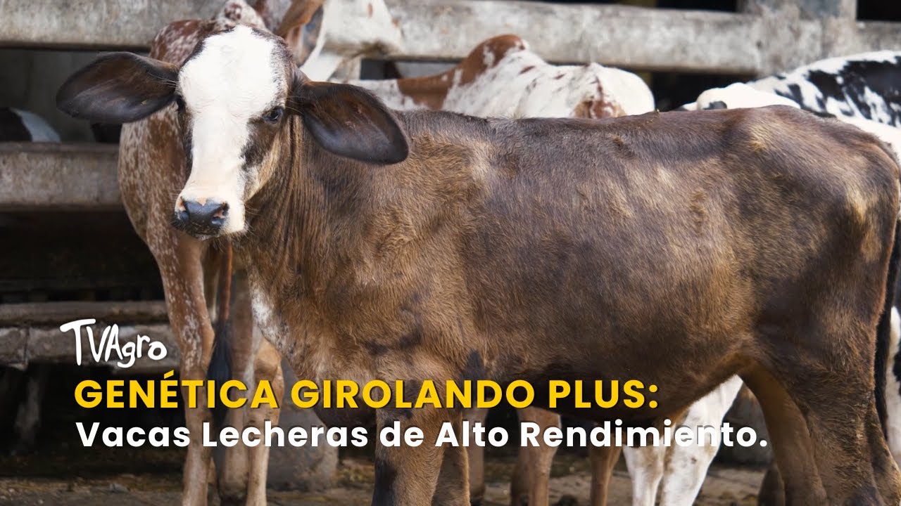 Genética Girolando Plus: Vacas Lecheras de Alto Rendimiento - TvAgro ...
