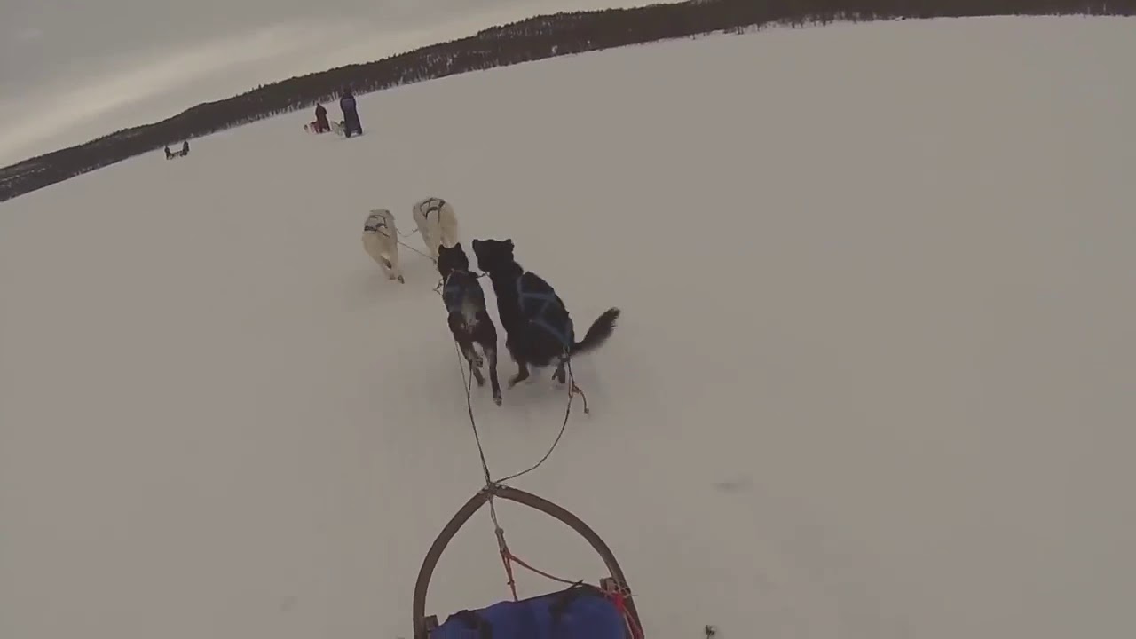 Sled Dog Pooping with Uncle Fucker music track - YouTube