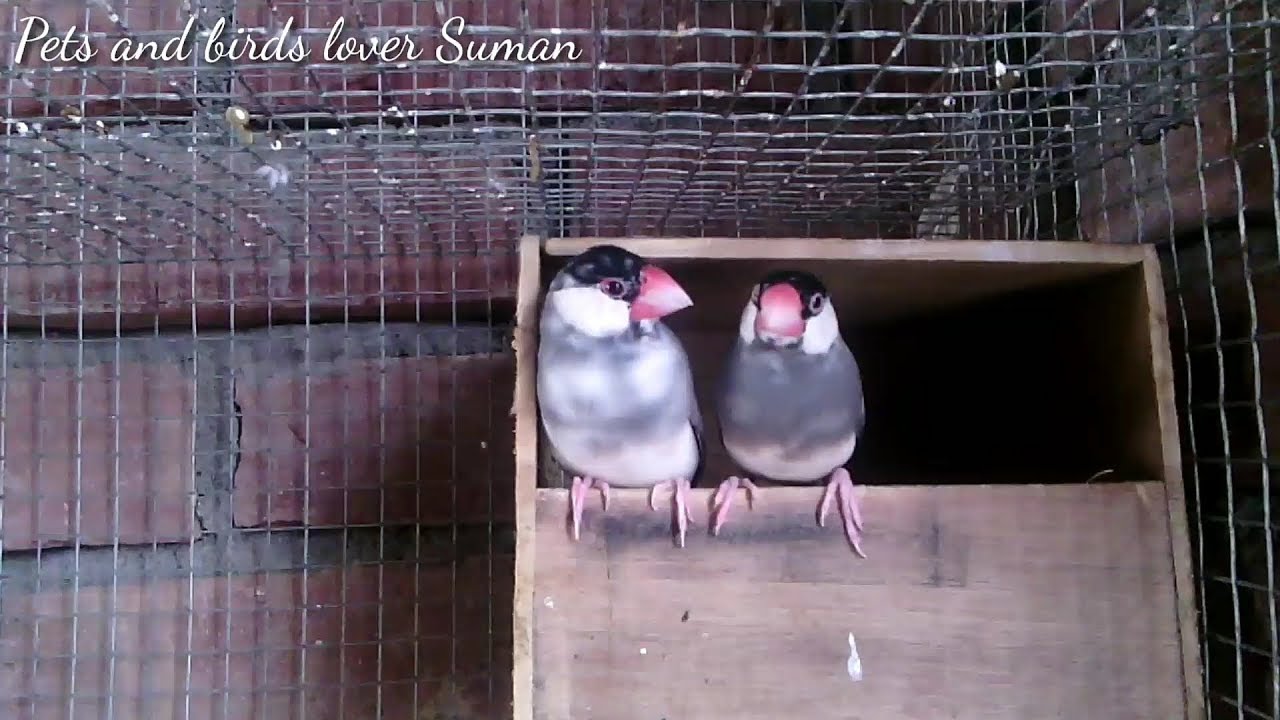 Java sparrow birds setup - YouTube
