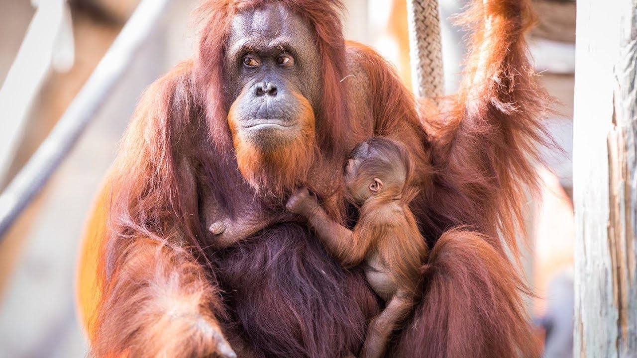 Orangutan Mom Adorably Cuddling Newborn Baby Will Make Your Heart Melt ...
