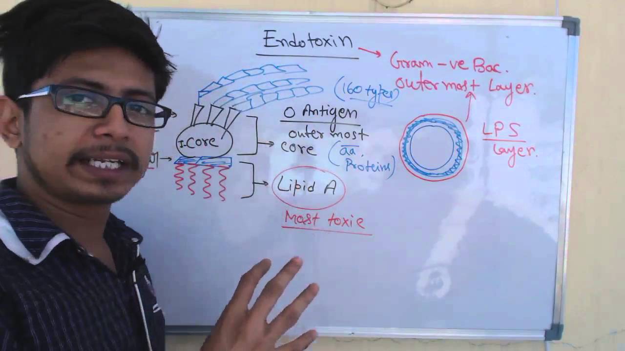 Endotoxin | lipopolysaccharide or LPS - YouTube