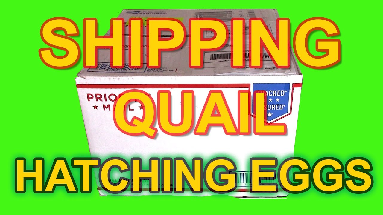 SHIPPING COTURNIX QUAIL HATCHING EGGS - How to package and ship your ...