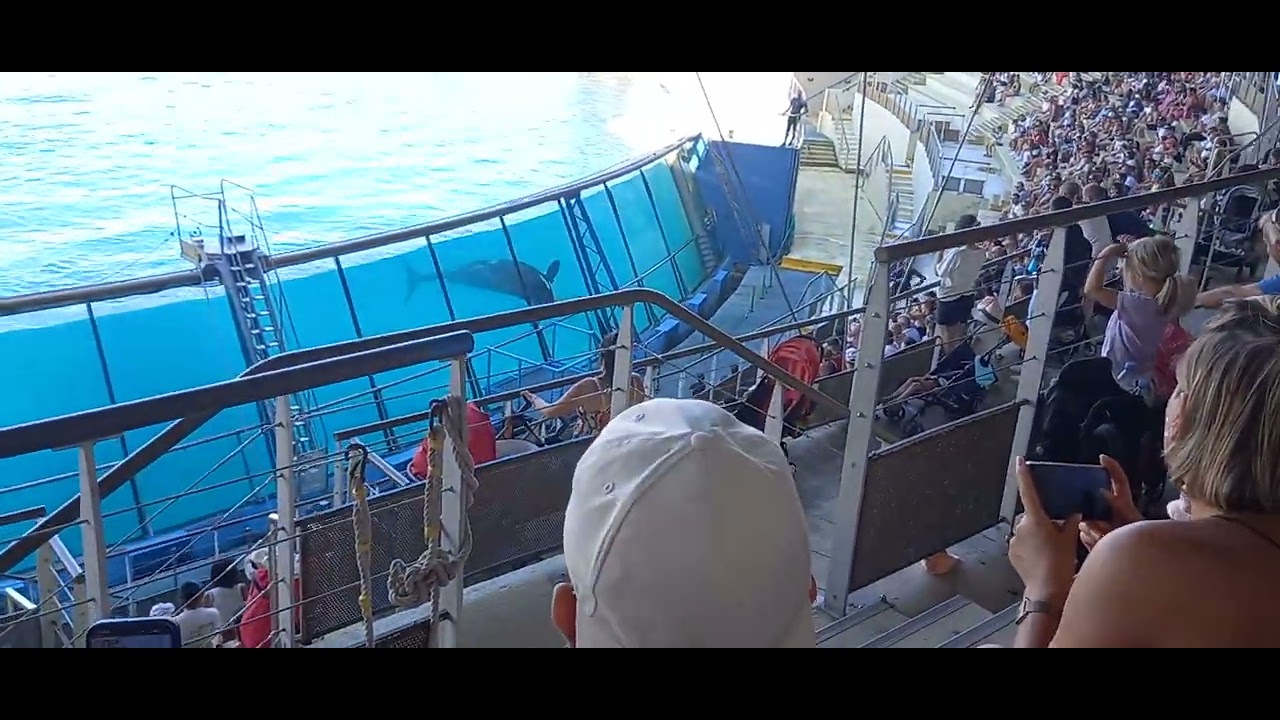 whale shark show marineland - YouTube