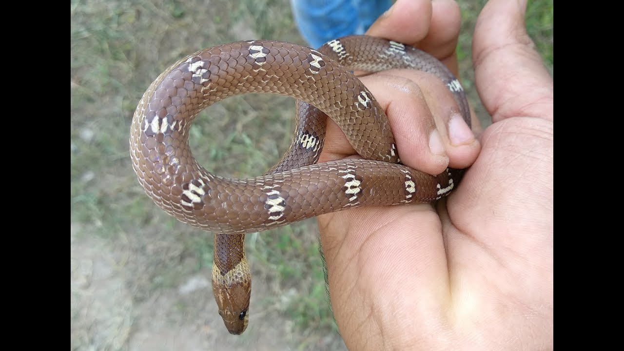 Snake of INDIA -: "Wolf Snake" - YouTube