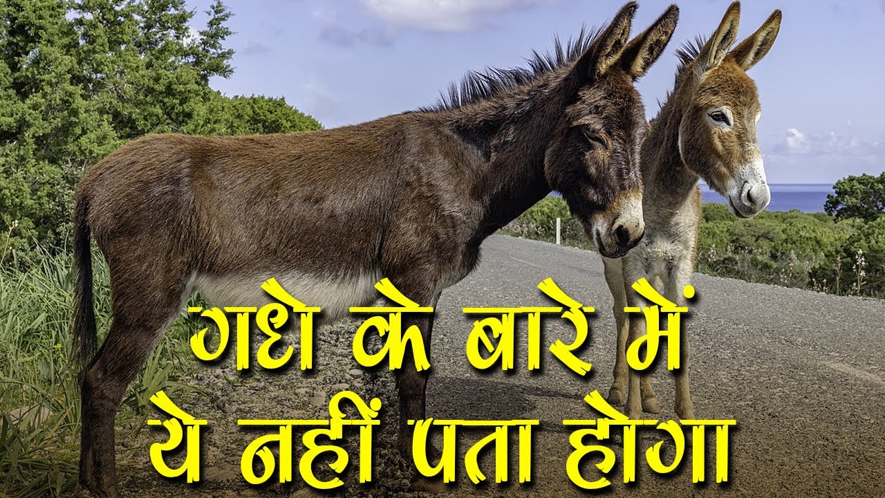 Amazing Facts About DONKEY | गधे के बारे में ये नहीं पता होगा | Strange ...