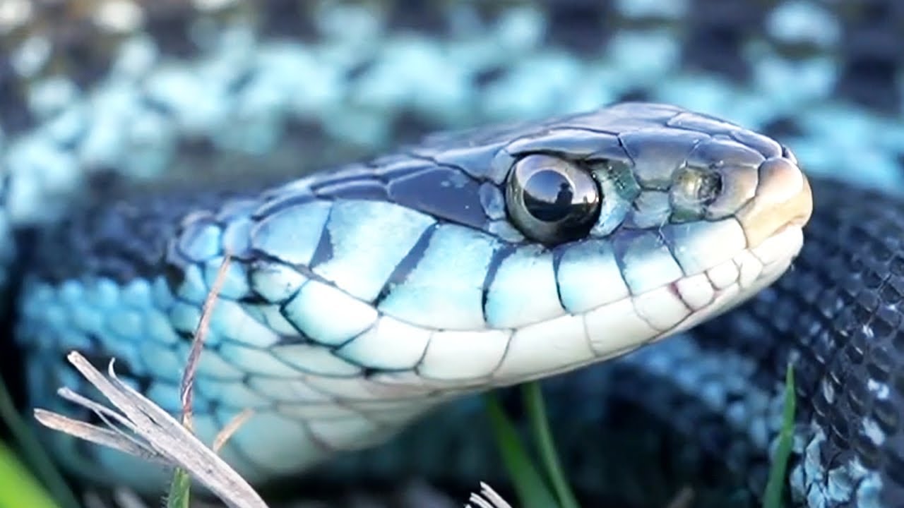 Why are these Garter Snakes Blue? - YouTube