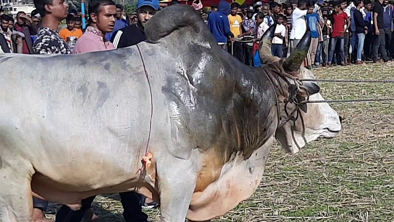 ষাঁড়ের লড়াই! Village Bull Fighting| Sylheti Bull Fighter | 2021 ...