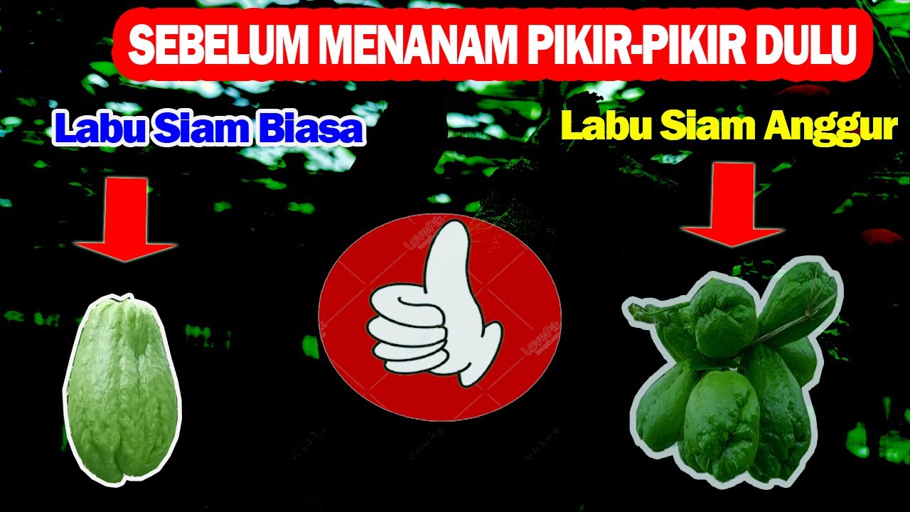 KUPAS TUNTAS PERBEDAAN TANAMAN LABU SIAM TUNGGAL DAN LABU SIAM ANGGUR ...