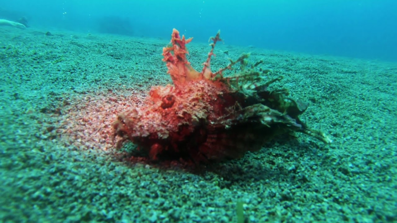 gopro 7 spiny devil fish - YouTube