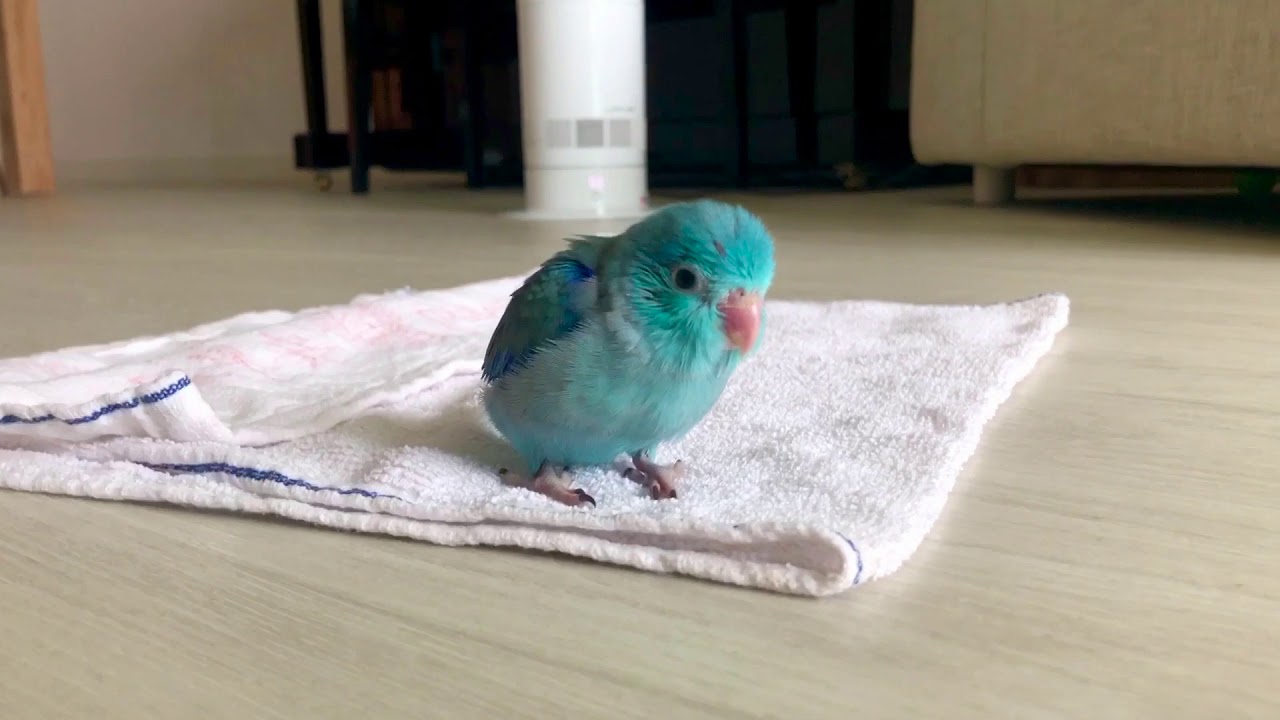 Cute Baby Parrotlet's First Steps - YouTube