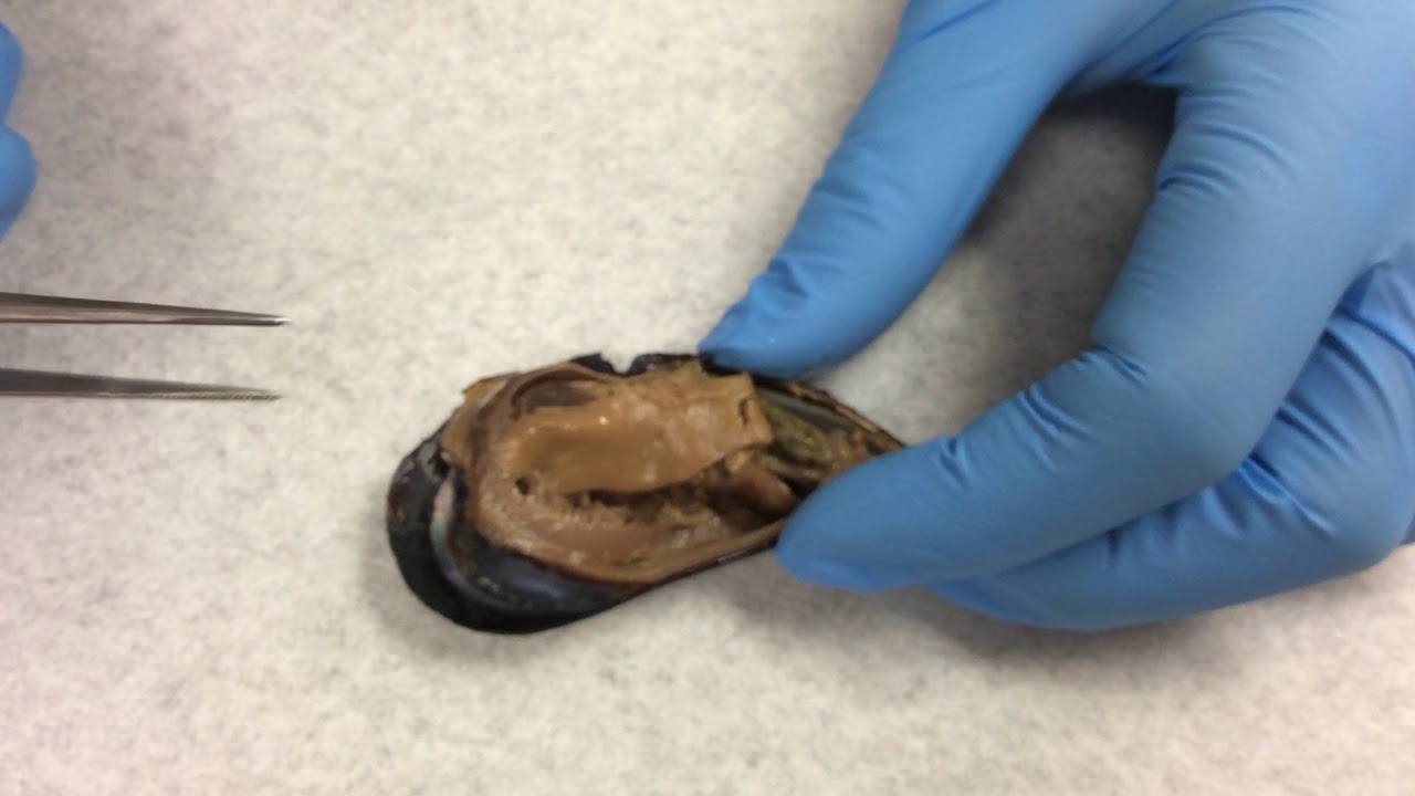 Mussel Dissection 2017 - YouTube