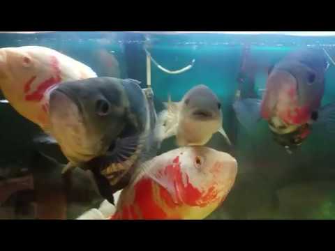 Feeding MASSIVE PREDATOR Fish (Oscars, Pike and more cichlids) - YouTube