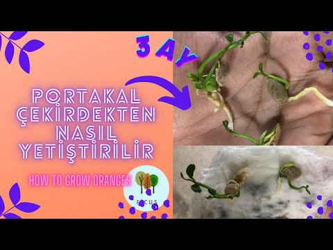 Portakal Çekirdeği Çimlendirme, Portakal Çekirdekten Nasıl Yetiştirilir - how to grow oranges