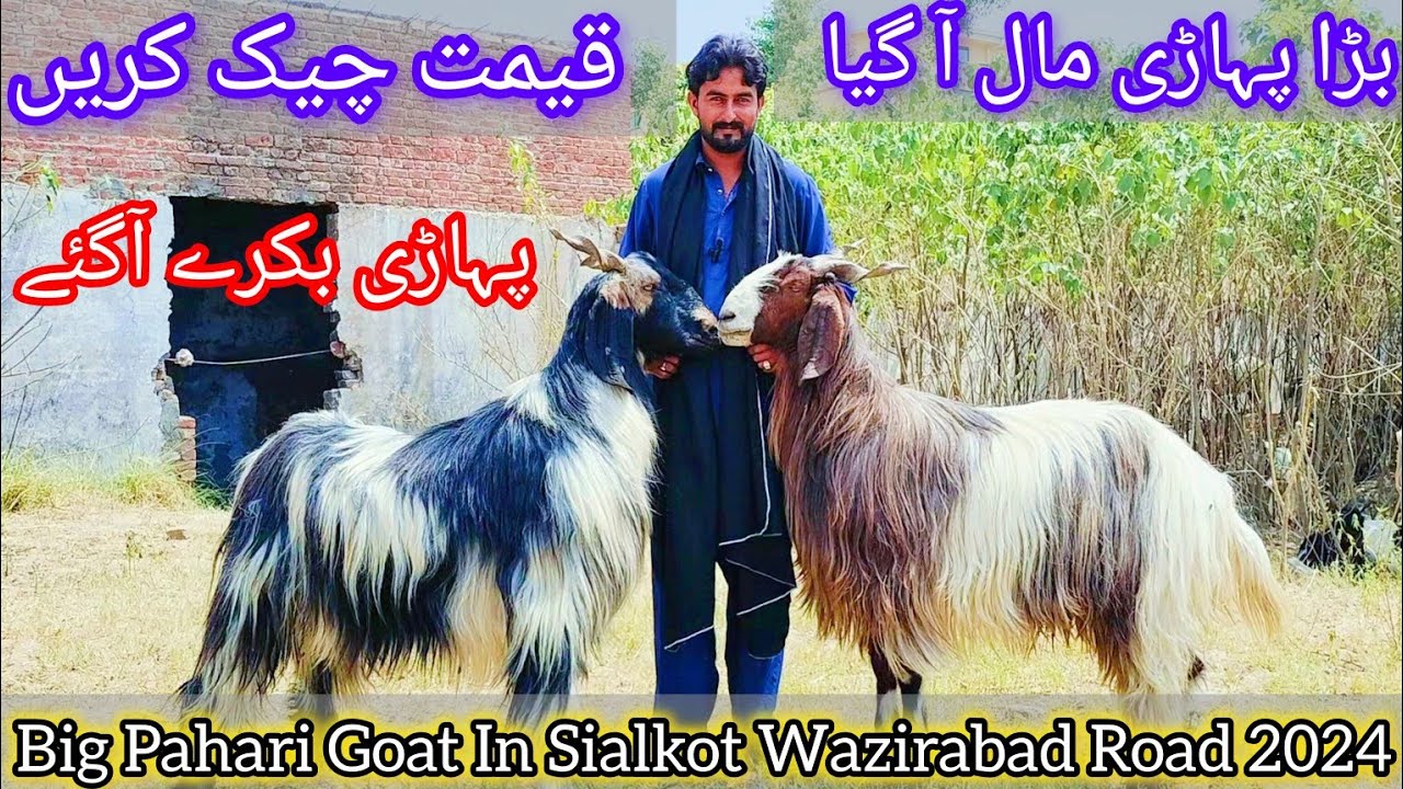 Sialkot Pahari Bakra Mandi 2024 | Pahari Bakry Latest Rate Update 2024 ...