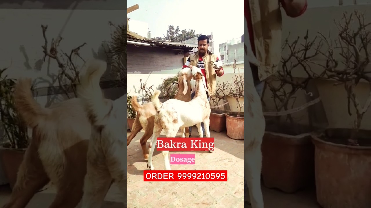 Bakre ka wazan badao bakra king khilao #bakraking #goatfarmingtips ...