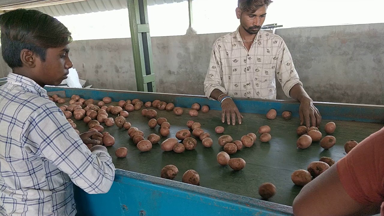 Potato grading - YouTube