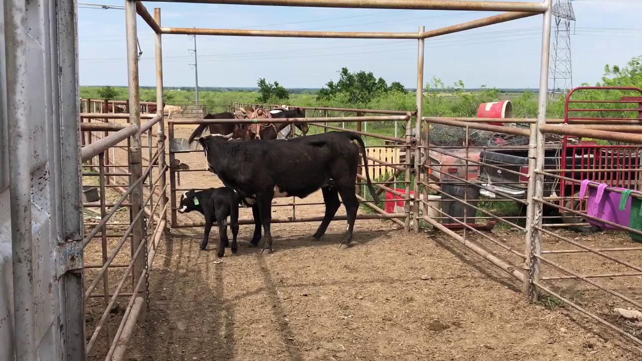 Black Baldy Cow, Black Motley Face Heifer Calf, Pair #18449 | Cattle ...
