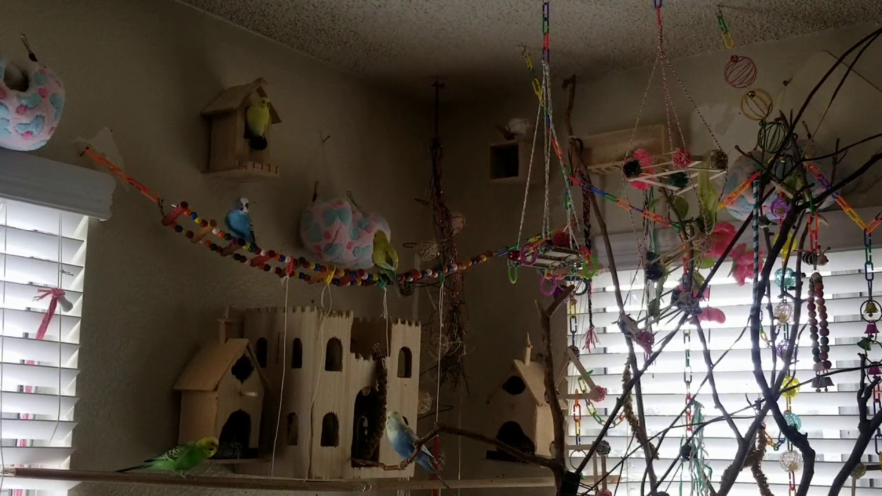 Our birdies like to play - YouTube
