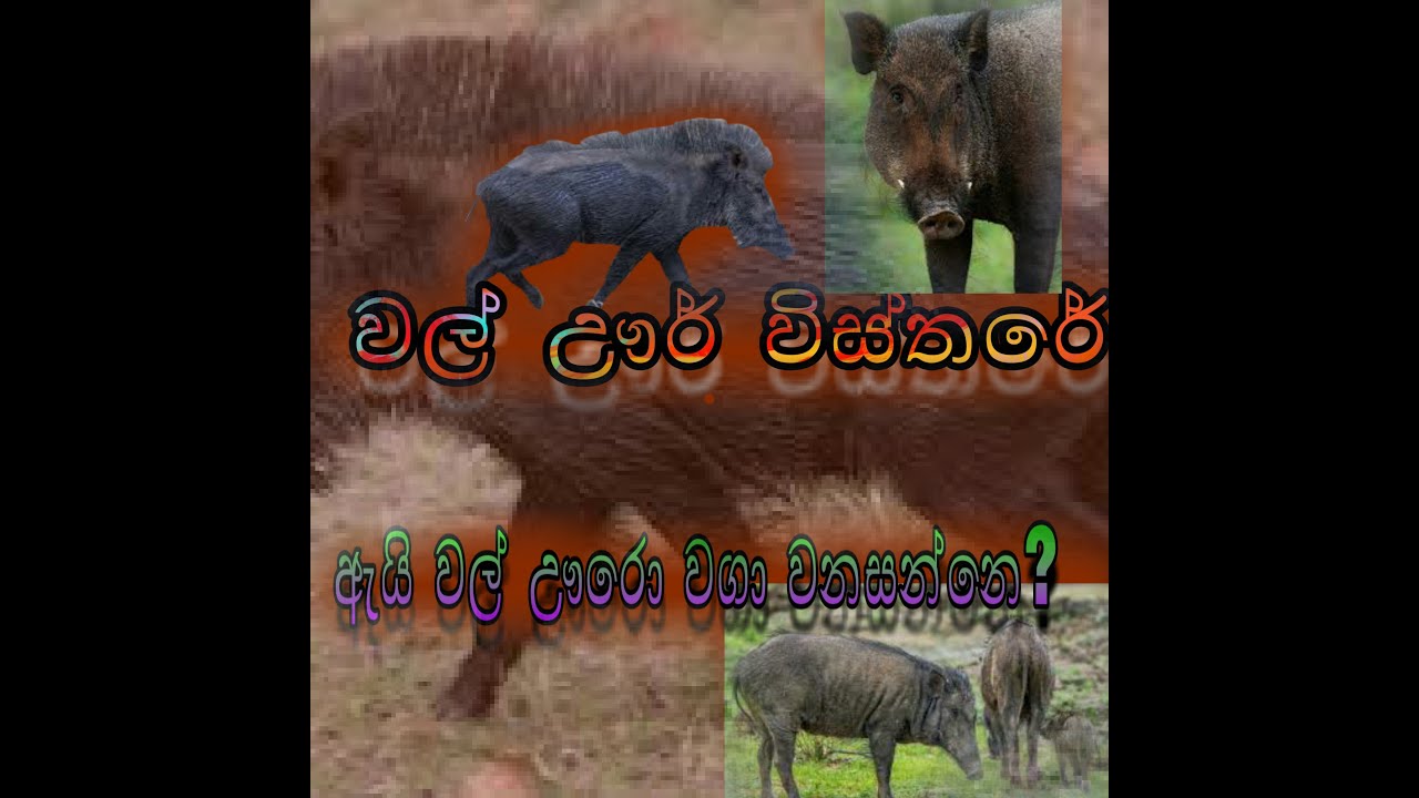 details about Indian wild pig/wal ura/in sinhala/harima puduma/sri ...