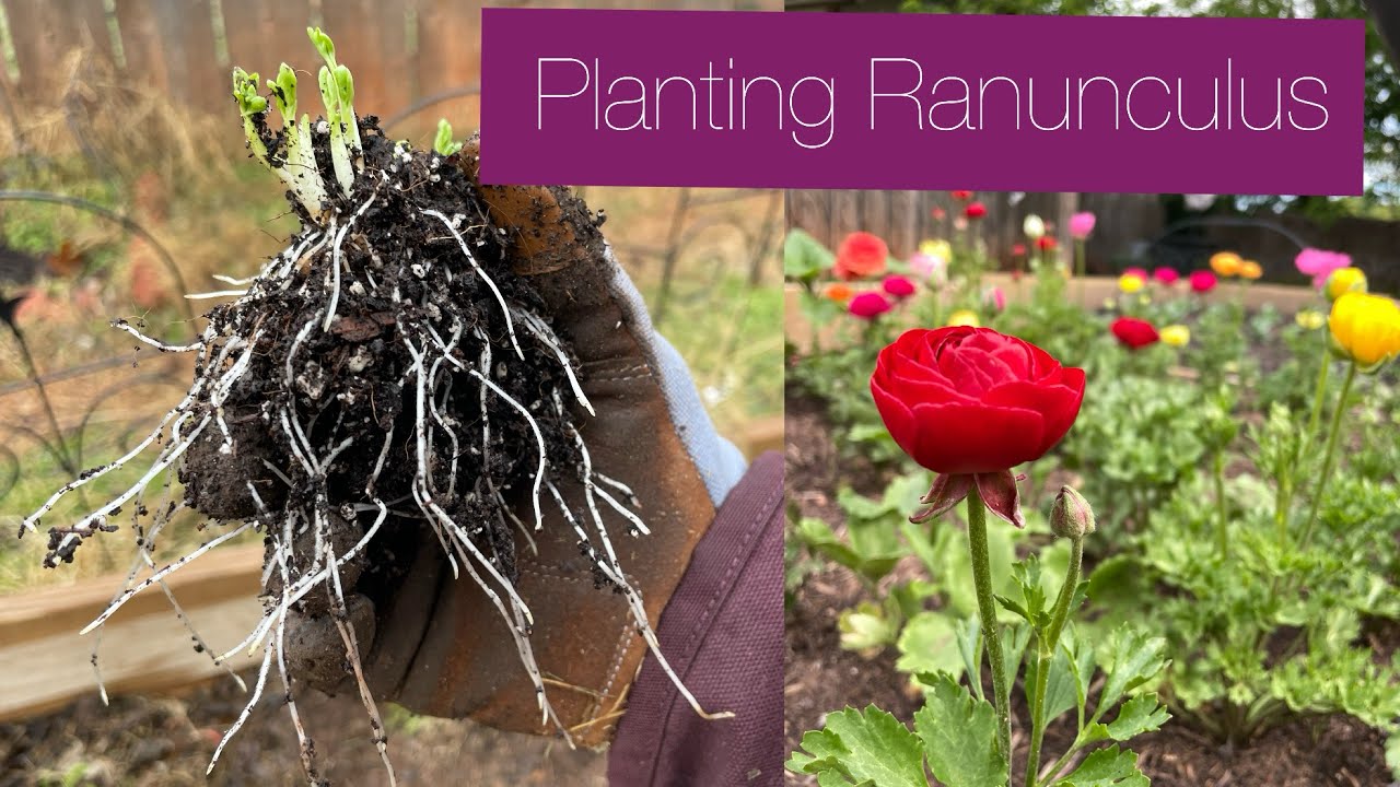 How to Plant Ranunculus Corms after Pre-Sprouting - YouTube