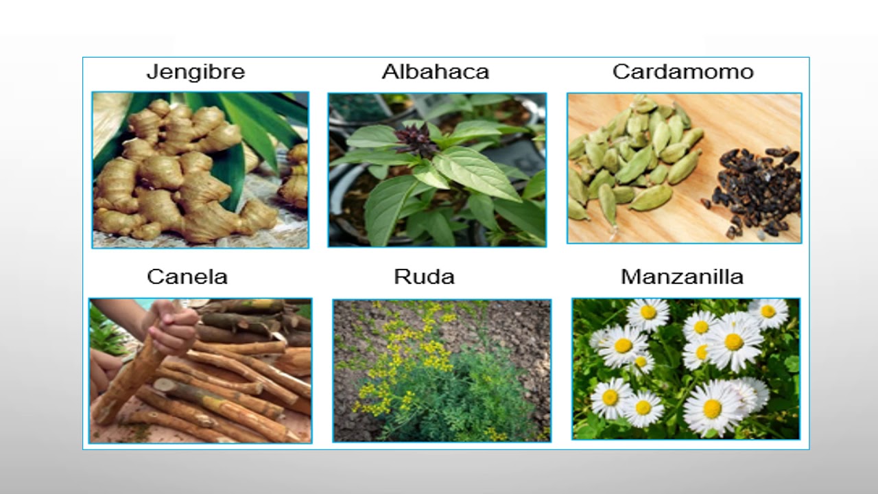 FAUNA Y FLORA DEL ECUADOR - YouTube