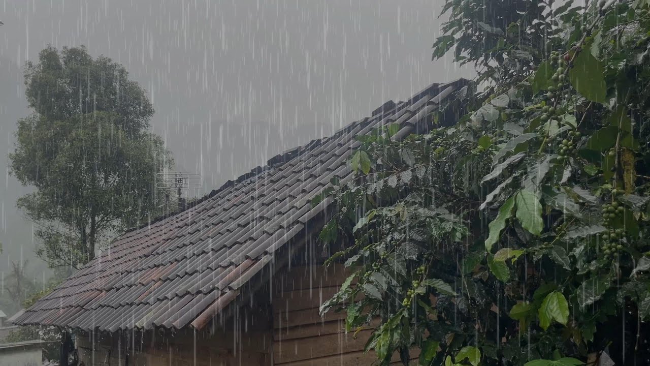 Relaxation Heavy Rain to Relieve Insomnia, Leaves Swaying in The Rain ...