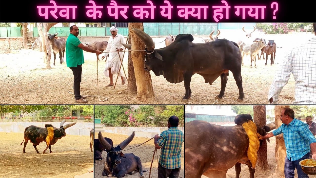 परेवा के पैर को ये क्या हो गया ?| Karnkrej Bull Pareva|Jayram desai ...