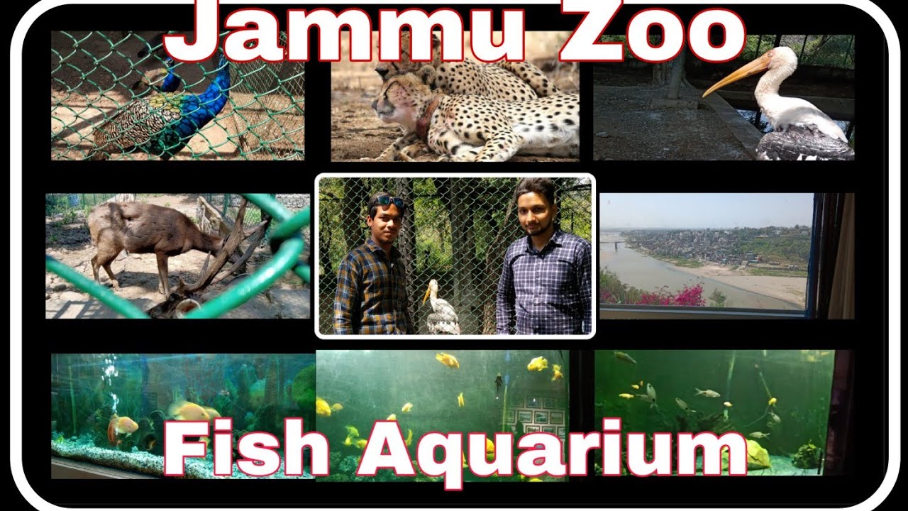 Jammu Zoo Park || Fish Aquarium in bahu fort jammu ||Lets Travel - YouTube