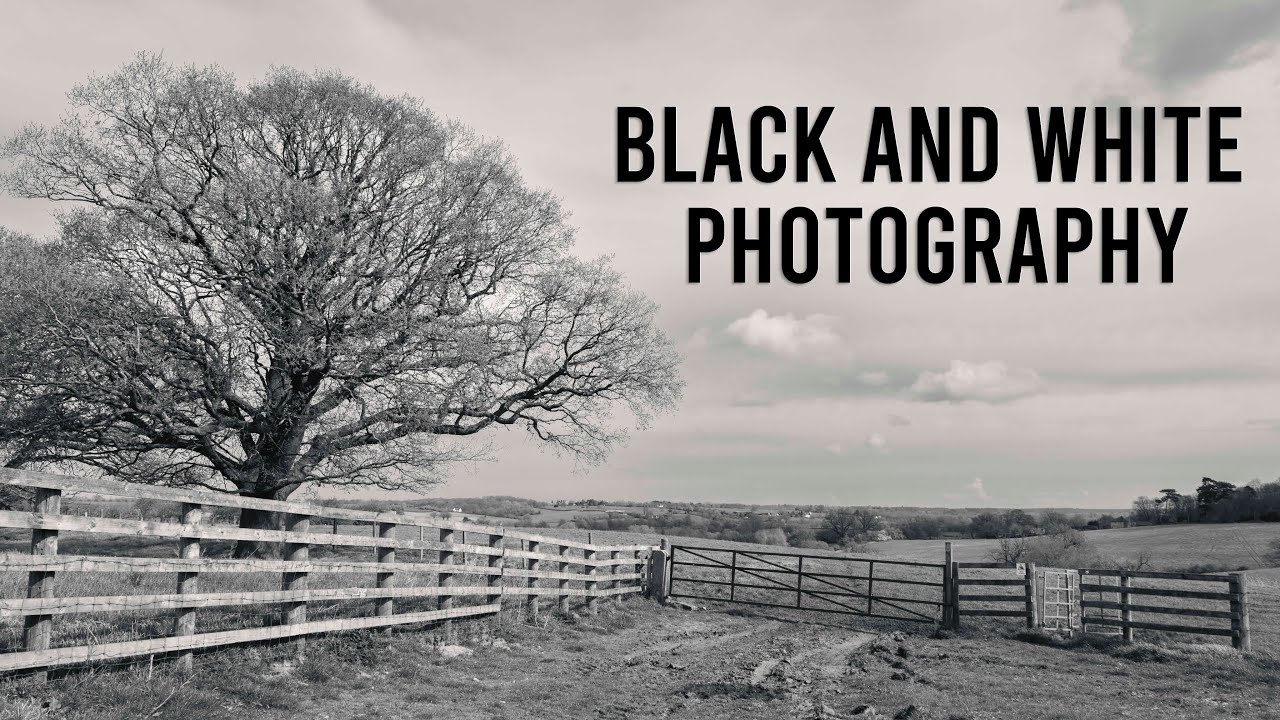 Black And White Photography in the English Countryside (Woodland ...