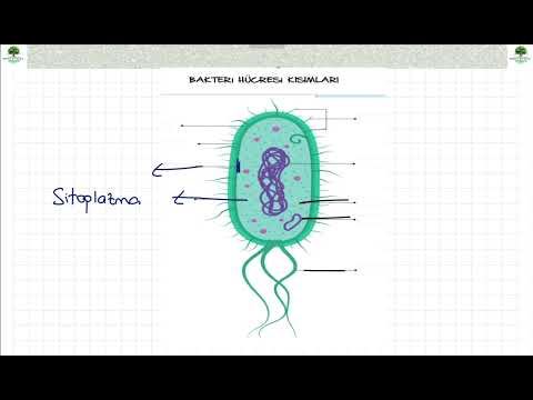 9. SINIF BİYOLOJİ ÜÇ ÜST ALEM DOMAİN SİSTEMİ ( BAKTERİLER-ARKELER ALEMİ )