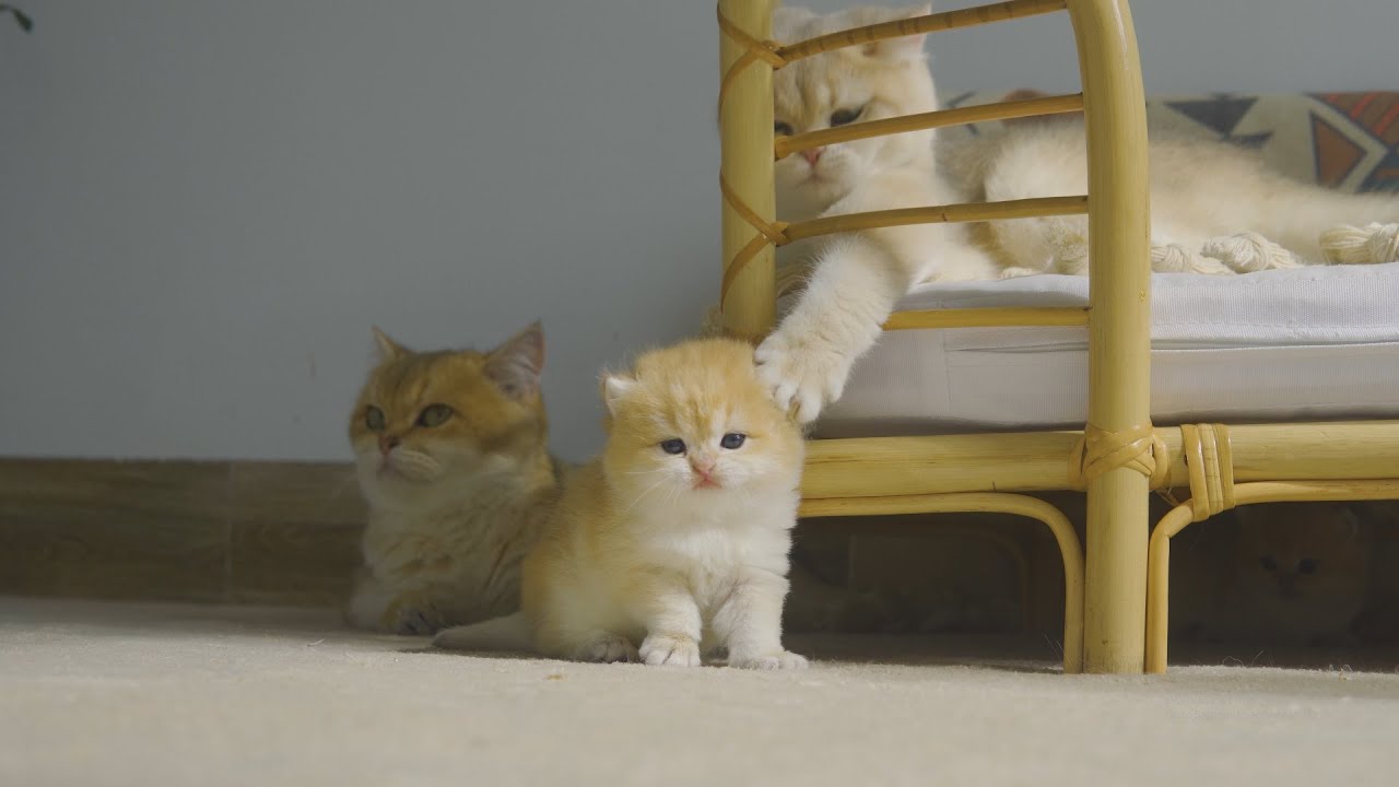 The kitten Pudding plays with her sister when the mother cat is around ...