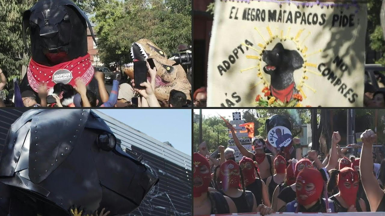 El Negro Matapacos, un perro ícono de resistencia social en Chile | AFP ...