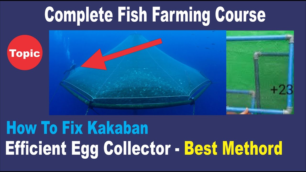How to fix the hatching kakaban | complete fish farming tutorial ...