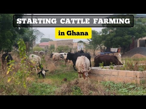 Starting Cattle Farming in Ghana ~ Livestock farming - YouTube