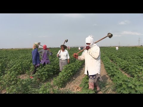 Zəhərə çevrilən ağ qızıl