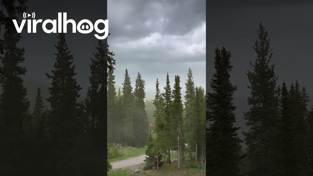 Crazy Pollen Storm In The Colorado Mountains || ViralHog - YouTube
