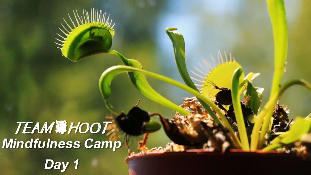 Beginners Mind | Mindfulness Camp Day 1 - YouTube