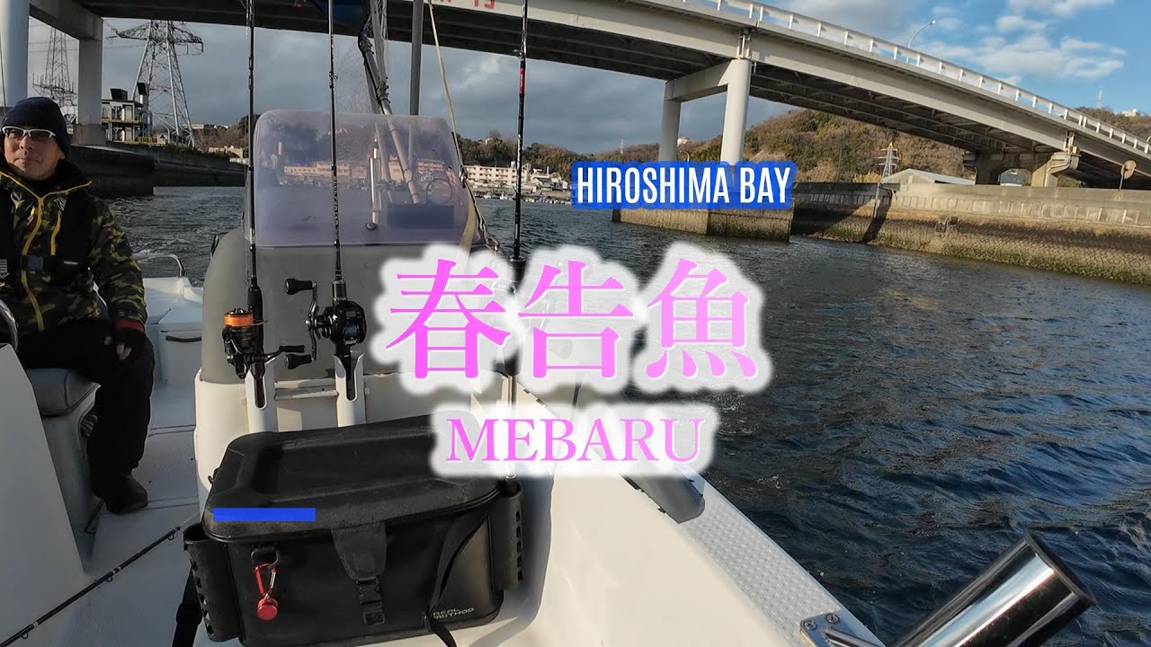 CAST 77 春告魚 MEBARU in HIROSHIMA BAY - YouTube