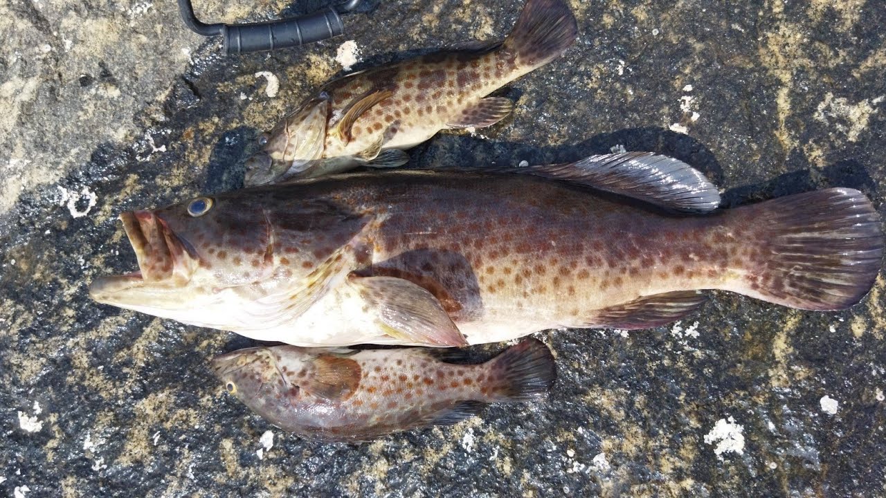 കുറച്ചു ദിവസത്തിനു ശേഷം വീണ്ടും ആമൂർ #chemmeen kudam# fishing# #video 🐟 ...