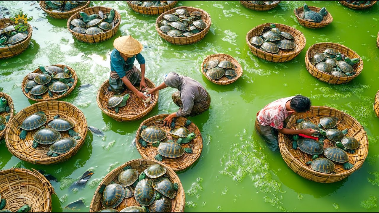 The Truth About How Farmers Raise And Process Millions Of Soft-Shelled ...