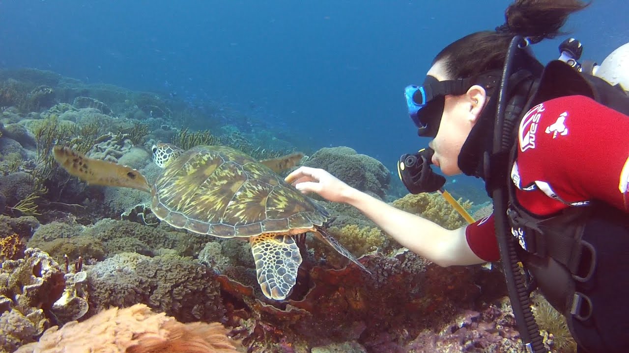Diving with a turtle in the Flores Sea near Komodo Island, Indonesia ...