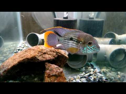 Green Terror Cichlids 101: Colorful and Lethal • Fish Tank Advisor
