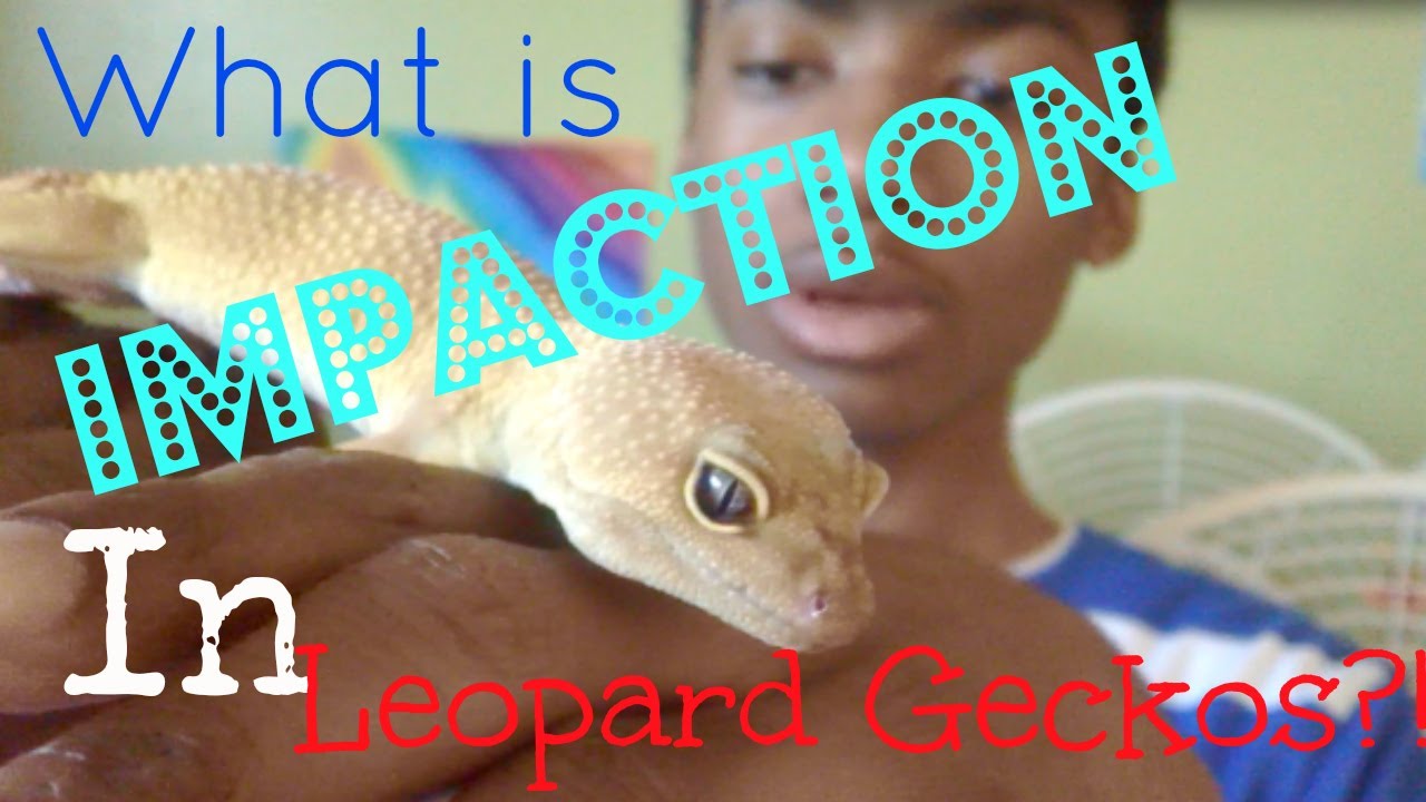 What is Impaction in Leopard Geckos? - YouTube