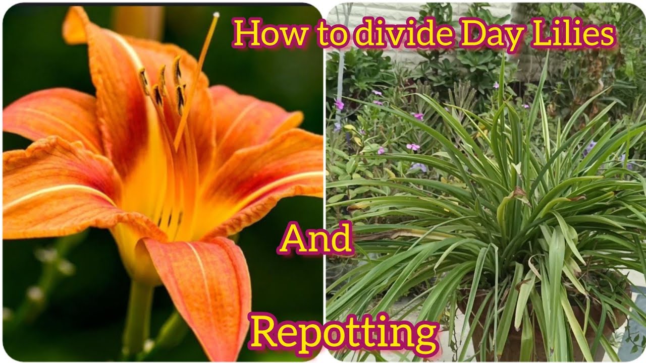 How to divide day lily plants | day lilies repotting | care propagation ...