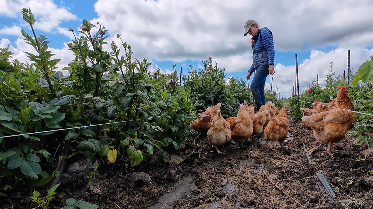 #25 Bigger Chicken Area, Planting Fall Cover Crops, Fall is Here - YouTube