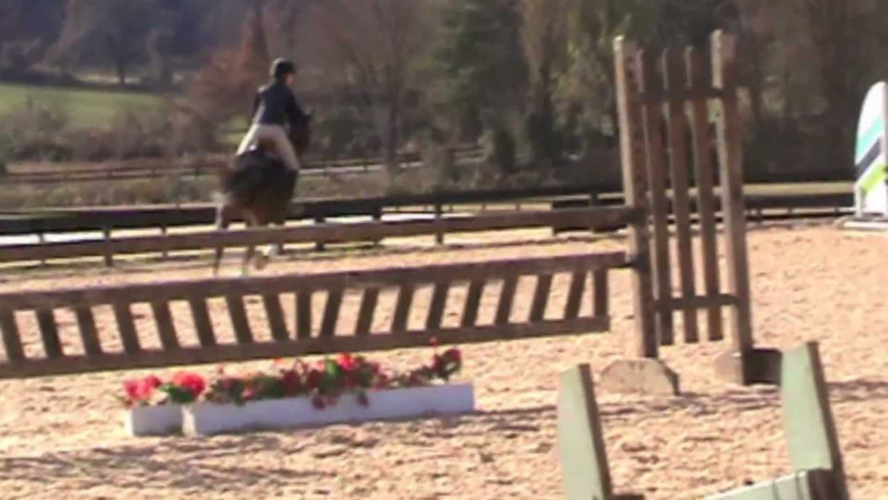 Allegiance (6YO KWPN) in 2012 ridden by Lisa Apted - YouTube