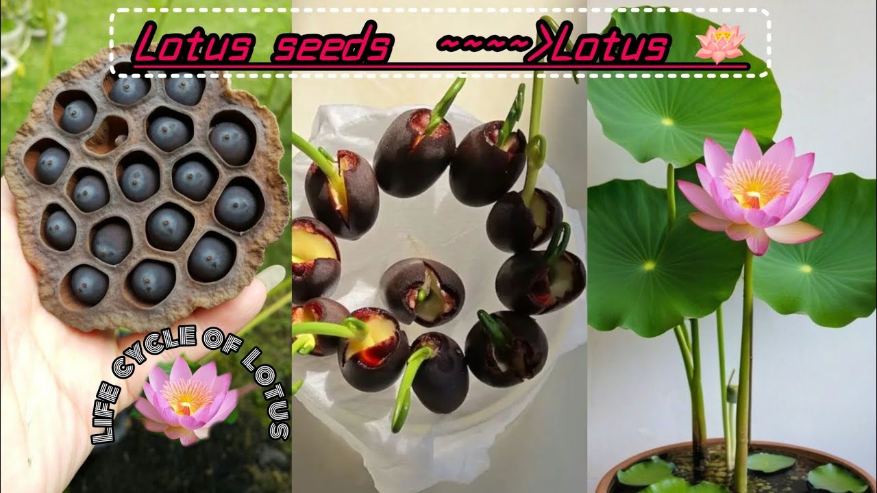 How To Grow Lotus Form seed - YouTube